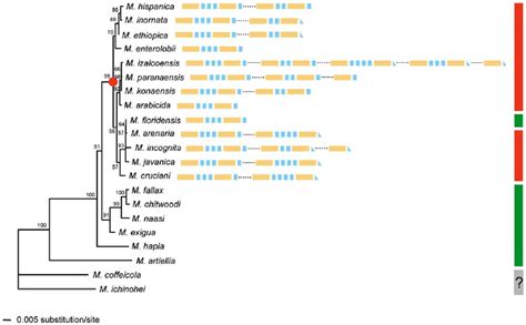 Distribution Of Map 1 Genes In Root Knot Nematodes A Neighbor Joining Download Scientific