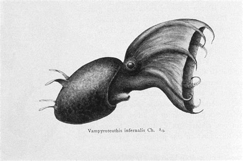 Deep Water Vampire Squids Outlive Their Shallower Relatives