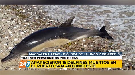 Nc Aparecieron Delfines Muertos En El Puerto San Antonio Este