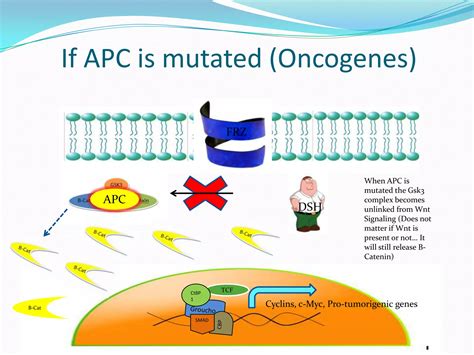 The Wnt Signaling Pathway β Catenin Pptx