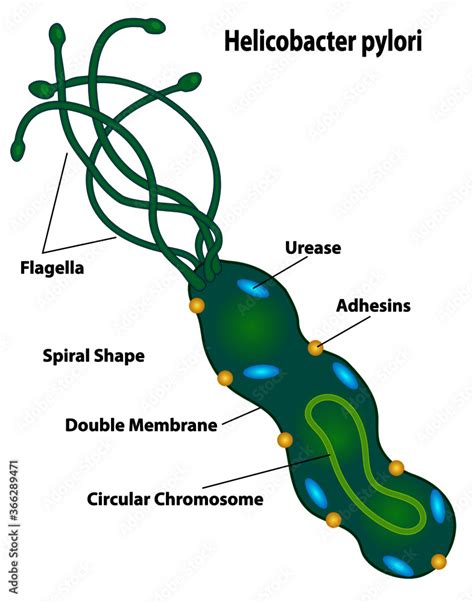 Vetor De Bacteria Cell Of Helicobacter Pylori Labeling Cell Structures