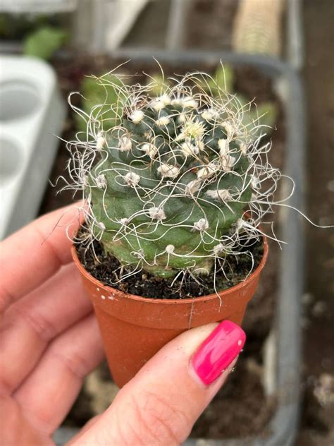 Turbinicarpus Pseudomacrochele Cactuses Turbinicarpus Kaktusy