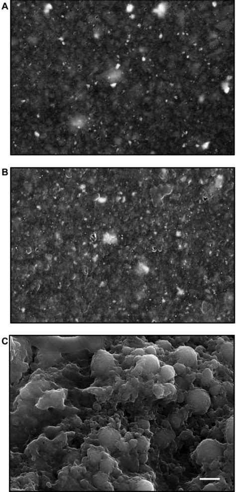 Scanning Electron Micrographs Of Nanohybrid Resin Composite Surfaces Download Scientific