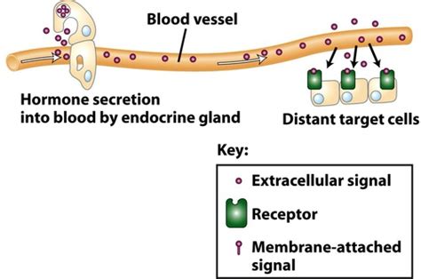 Signal Transduction Flashcards Quizlet