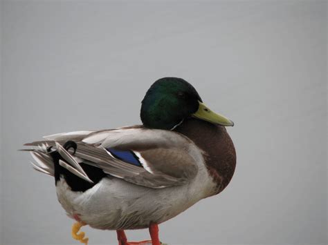 Male Mallard Ducks Have Corkscrew Penises So As To Make It Easier To