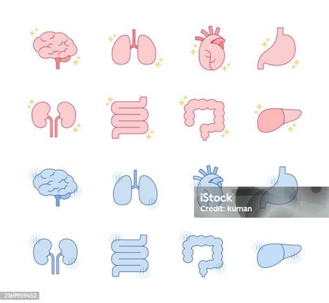 건강한 내부 장기 건강에 해로운 장기 일러스트 레이 션 선 그리기 심플한 디자인 건강 뇌 폐 심장 위 장관 건강관리와 의술에 대한 스톡 벡터 아트 및 기타 이미지 Istock