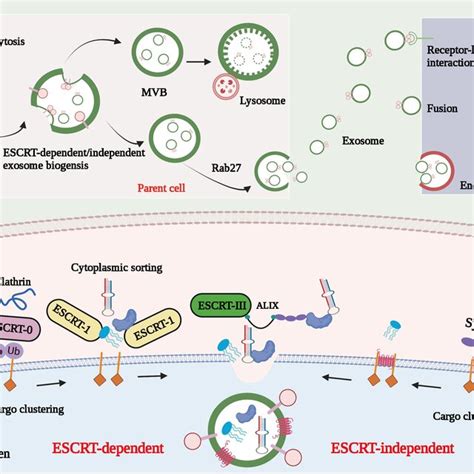 The Biological Process Of Exosome Biogenesis And Release The