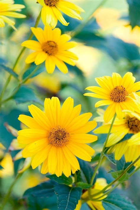 Jerusalem Artichoke Plant