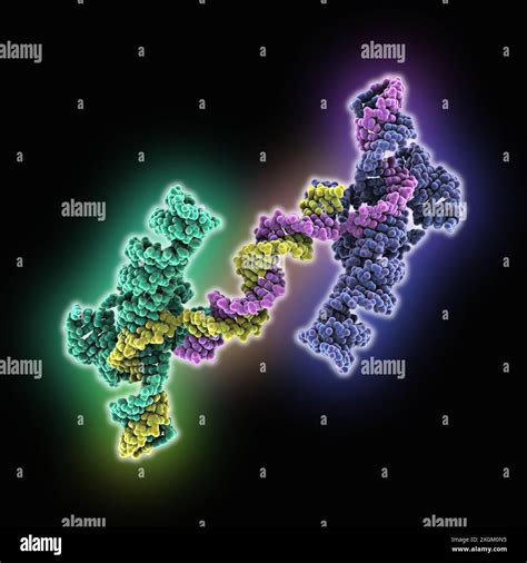 Molecular Model Of The Chryse Bacterium Dna Deoxyribonucleic Acid Substrate Yellow Pink And
