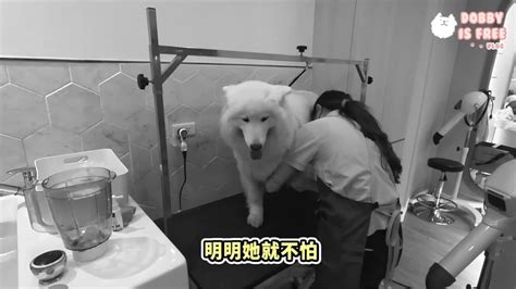 爸爸你看我！薩摩耶不願洗澡狂撒嬌 超萌求救聲融化網：太可愛了｜四季線上4gtv