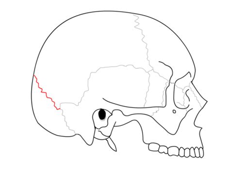 Lambdoid Suture Wikipedia