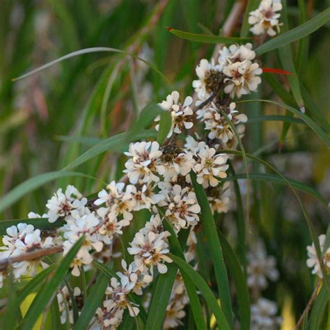 15 Super Tough Australian Native Coastal Plants For Gardens