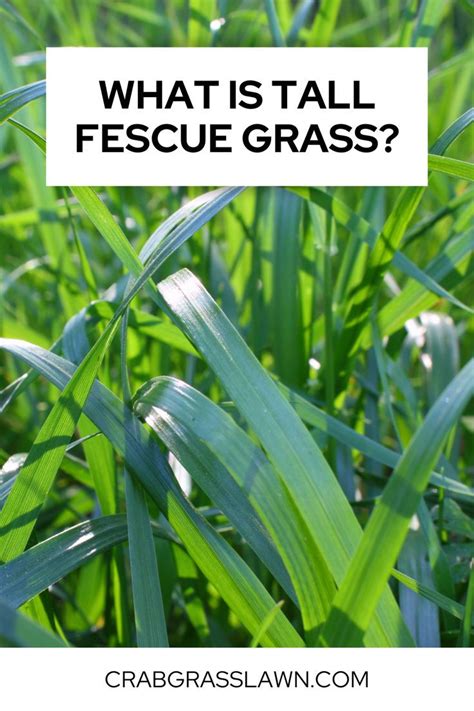 What Is Tall Fescue Grass Tall Fescue Fescue Grass Tall Fescue Grass