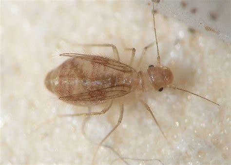 13 Tiny White Bugs That Look Like Dust And Lint