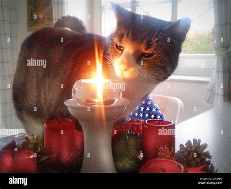 Excited Cat With Candle