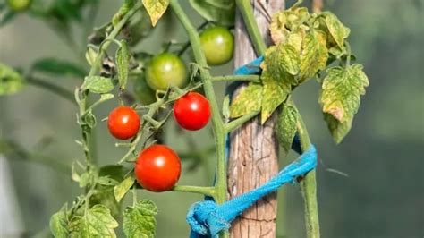 What Temperature Kills Tomato Plants What You Should Know