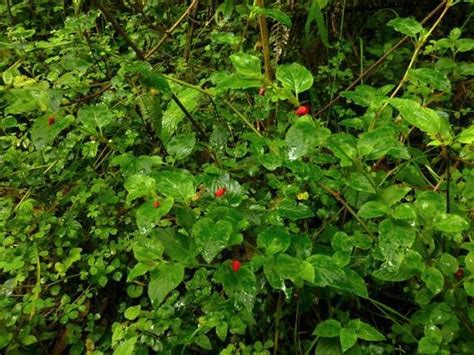 Viola Arguta Willd Ex Roem Et Schult Violka Fialka Botany Cz