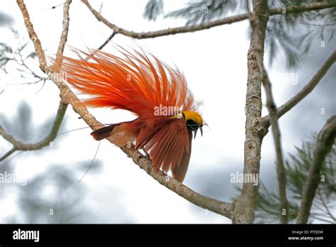 Raggiana Bird Of Paradise Hi Res Stock Photography And Images Alamy
