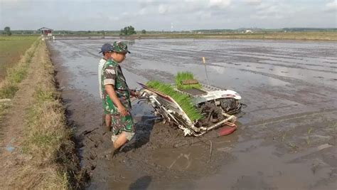 Dukung Ketahanan Pangan Kodim Bontang Bantu Petani Tanam Padi