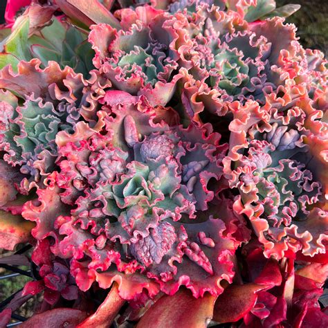Echeveria 'Verrugas' (Bump Leaf)(Young plant) – LET LOVE GROW ...