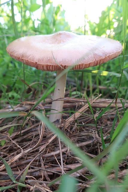 Fungus Nature Free Photo On Pixabay Pixabay