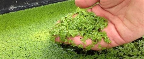 The Difference Between Duckweed And Algae