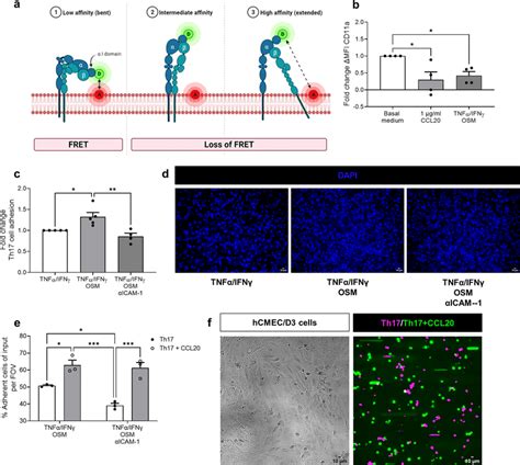 Osm Induced Ccl20 Promotes Integrin αl Activation And Th17 Cell