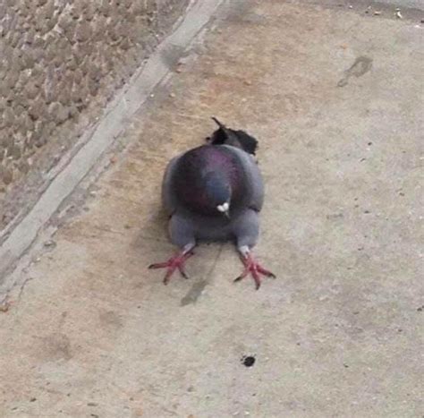 Pidgeon Sitting On A Dead Bird Rconfusingperspective