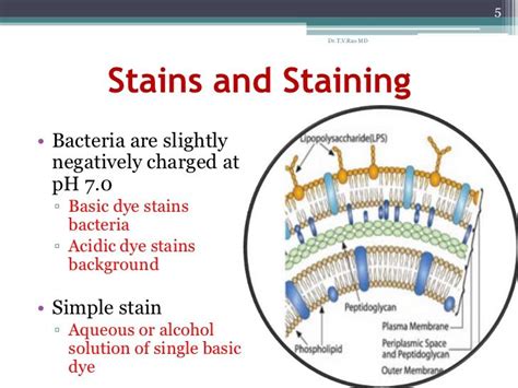 Stain Techniques Staining Process Method