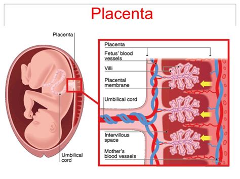 How Common Is Anterior Placenta