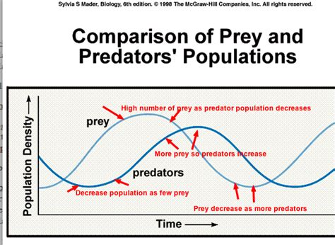 Predator Prey Relationships Tropical Rain Forest Congo Africa