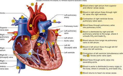 Heart Diagram Direction Of Blood Flow Chambers Pediatric