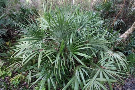 Rhapidophyllum Hystrix Needle Palm Fsus