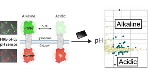 Acid Phosphatase Detection In Lysosom