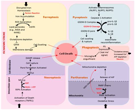 Lacunar Stroke Pathophysiology