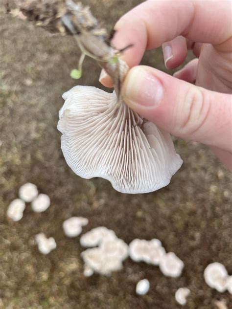 Northeast Mississippi Please Help Identify R Mushroom