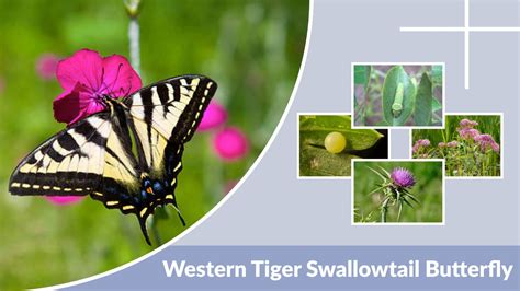 Western Tiger Swallowtail Butterfly Identification Habitat And Facts