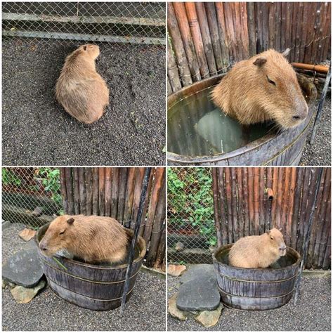 【日常】宜蘭張美阿嬤農場~超療育的動物們 Xicase666的創作 巴哈姆特