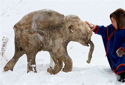 Scientists ‘resurrect Mutated Genes Of Wrangel Island Mammoths