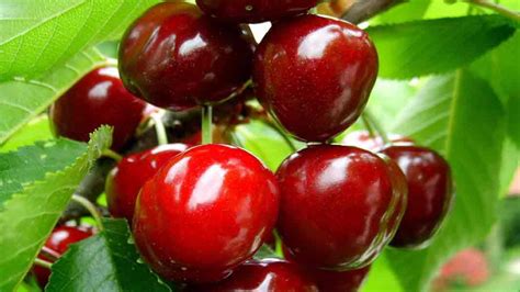 Review Tanaman Obat Muntingia Calabura L FIKKIA
