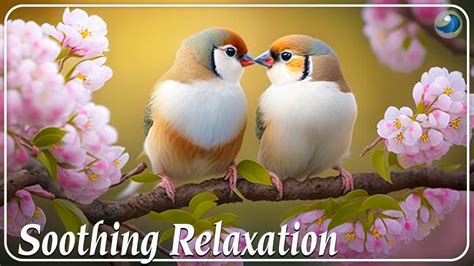 Tranquil Music To Relax The Mind Perfect For Stress Relief And Sleep