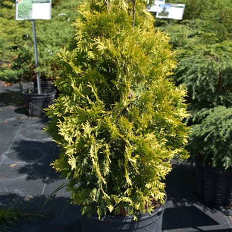 Thuja Occidentalis Yellow Ribbon Horsford Gardens And Nursery