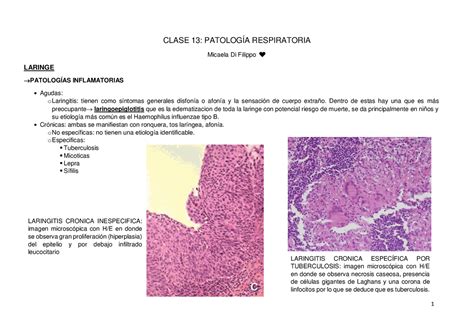Anatomia Patologica Del Aparato Respiratorio Resúmenes De Anatomía