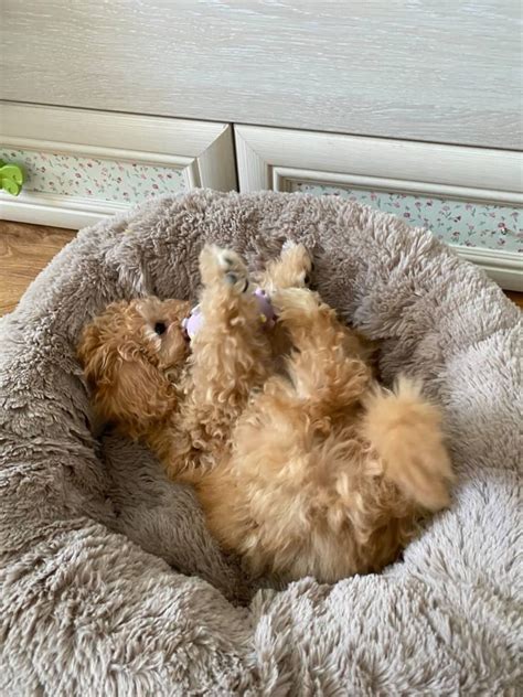 Ліжко «Ворс капучино 50 см купити дешево на Incore Ua Луцьк Ковель Львів Київ Тернопіль