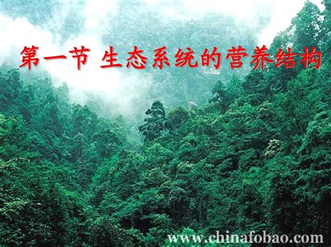 生态系统的营养结构word文档在线阅读与下载无忧文档