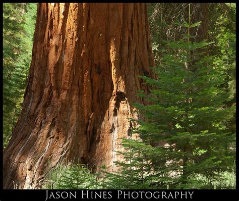 17 Best Images About Sequoia On Pinterest Trees Forests And The Babe