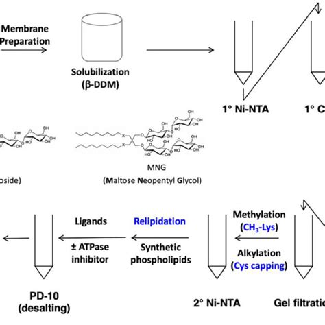 Summary Of Phaser Solutions And Phenix Refinement Download