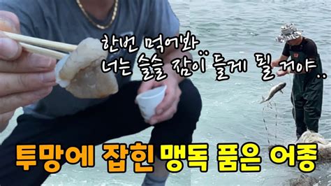바다투망 맹독을 품었지만 너무 맛있어서 절대 못버리는 횟감 다 내꺼 ️ Cast Net Youtube