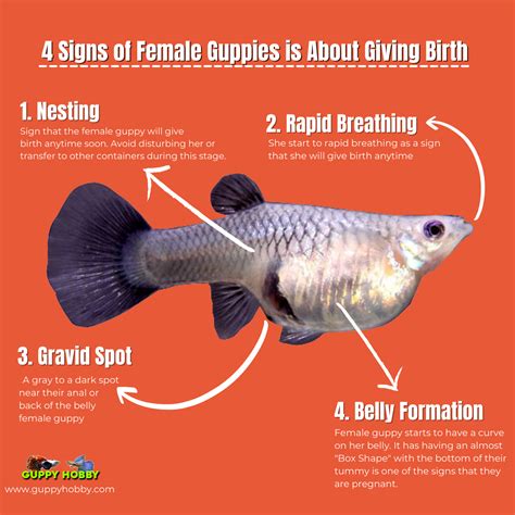 Pregnant Guppy Telegraph