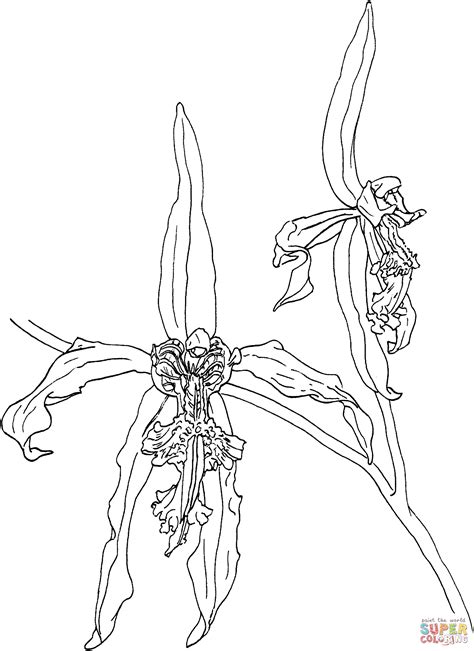 Orquideas Para Colorear Imagui